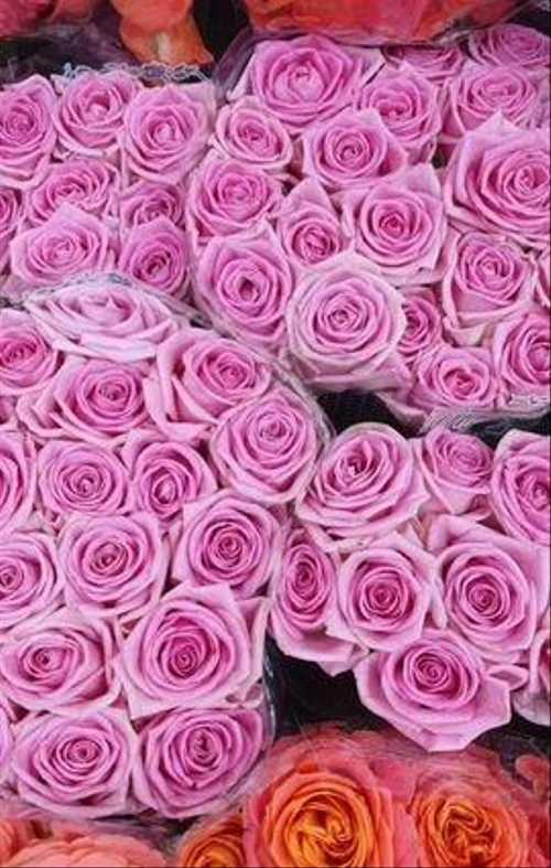 Роза31-51-101 розы букеты