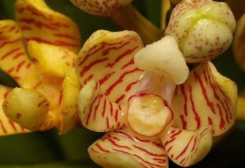 Редкие тайские орхидеи