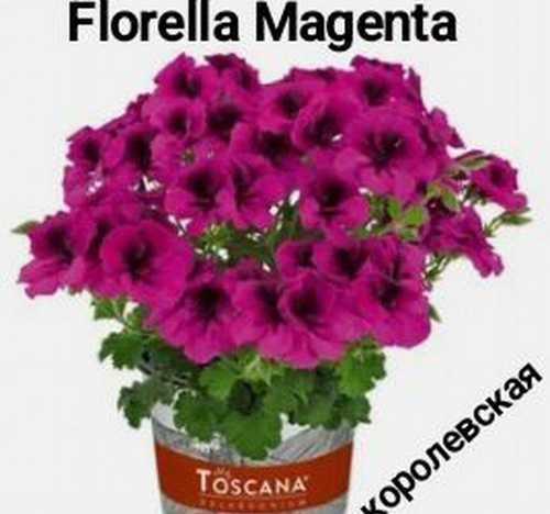 Королевская пеларгония Тоscana Florella Magenta