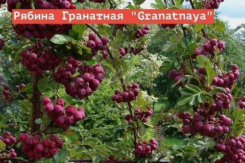 Рябина Гранатная Granatnaya /Ком 150-200