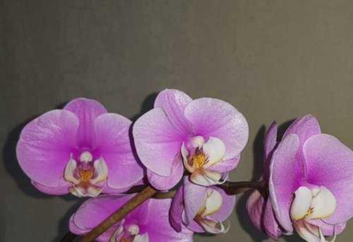 Орхидея Тайсуко Анна