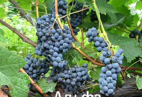 Саженцы винограда (несколько разных сортов)
