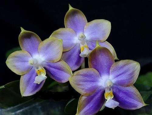 Орхидея фаленопсис mituo