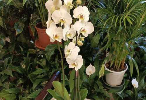 Орхидея фаленопсис белый 3st