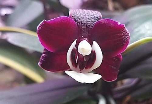 Орхидея фаленопсис детка каода