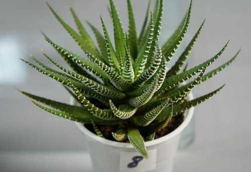 Хавортия полосатая (Haworthia fasciata)