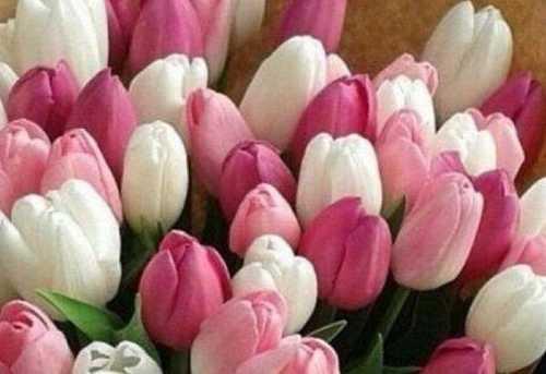 Живые цветы тюльпаны