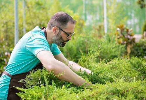 Услуги Садовника (выезд на участок)
