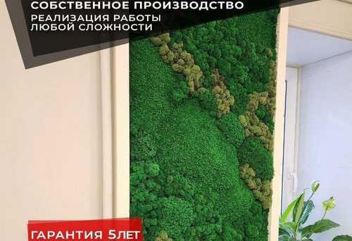 Картина из мха, озеленение интерьера стабилизирова