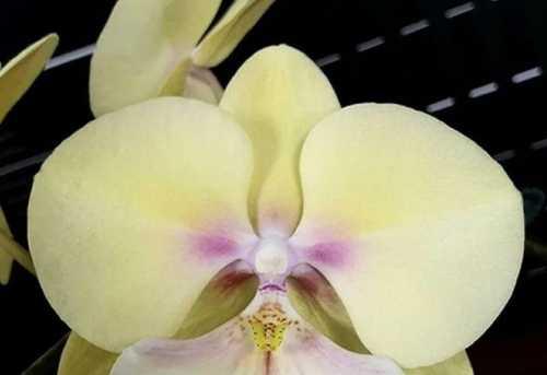Орхидея Phal. KS Big Stone
