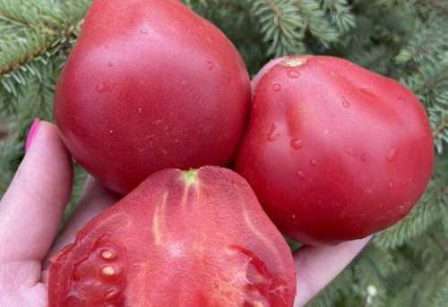 Семена томатов из СССР лампочка