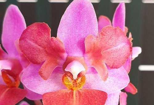 Орхидея Liu's Triprince 'Pink' (peloric - 2 eyes)