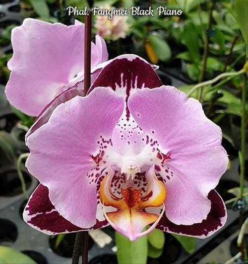 Орхидеи от Miki Orchid