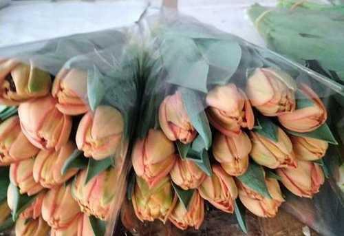 Тюльпаны оптом предзаказ к 8 марта на2024 г. Склад