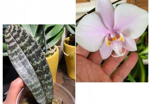 Орхидея фаленопсис Шиллириана x Филипиненсис