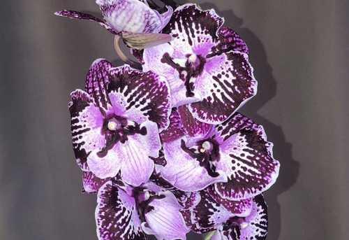Роскошная бархатная орхидея Биг Лип