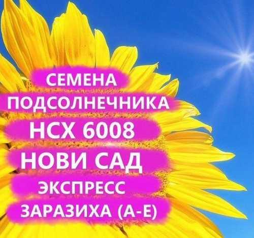 Семена подсолнечника нсх 6008 Гибрид нс, Ростов
