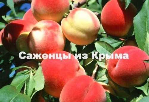 Саженцы Персика Красная Девица