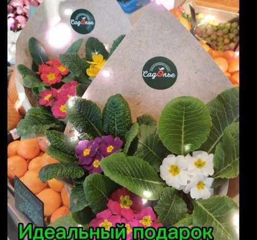 Примула цветы рассада