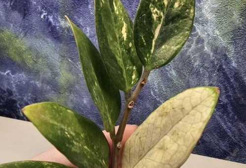 Замиокулькас вариегатный short leaf