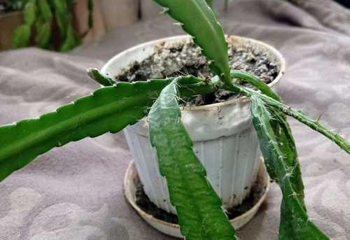 Листовидный кактус эпифиллум