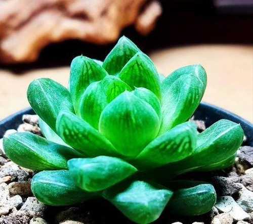Хавортия обтуза (Haworthia obtusa)