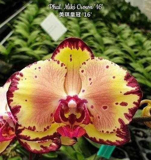 Орхидея Phal. Miki Crown '16' SM-toga