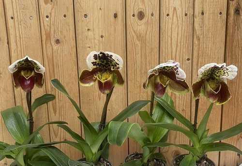 Орхидея башмачок пафиопедиллум