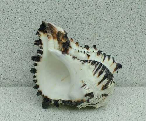 Мурекс Негритос 7,6 морская ракушка раковина