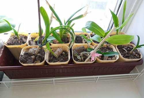 Орхидея- дендробиум