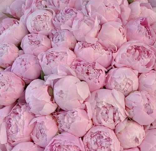 Розовые пионы букеты с доставкой на дом с доставко