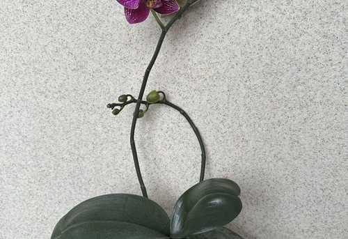 Орхидея фаленопсис Cherry bomb