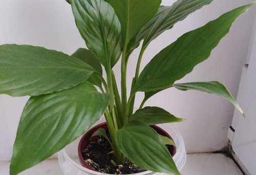 Спатифиллум растение