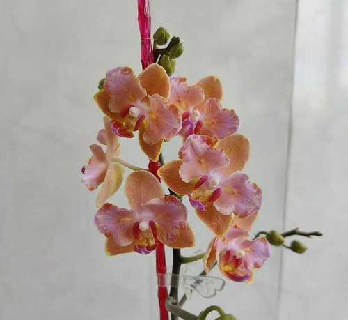 Орхидея фаленопсис Джена (бабочка)