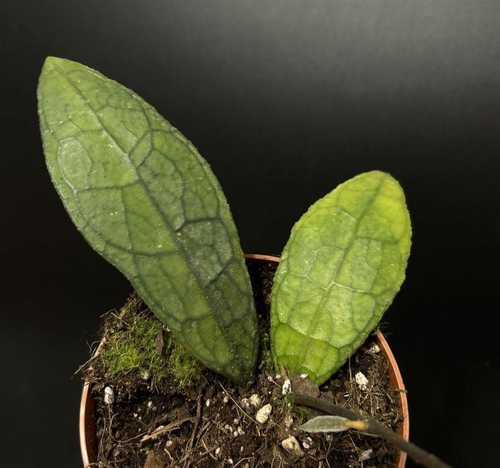 Хойя clemensiorum Sumatra