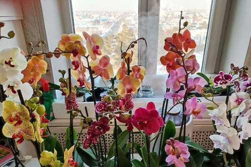 Орхидея фаленопсис много, разные, цветут
