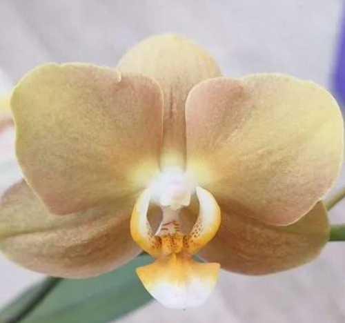 Орхидея фаленопсис