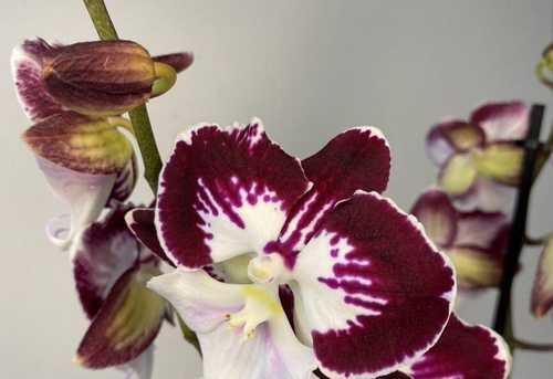 Орхидея фаленопсис tinkerbell kiss биг лип