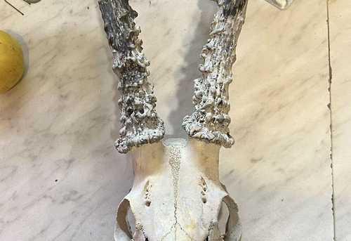 Череп с рогами косули