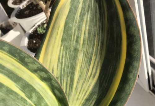 Sansevieria Massiniana Yellow Streak Variegated