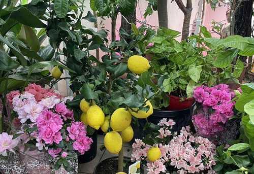 Лимон цитрусовое дерево