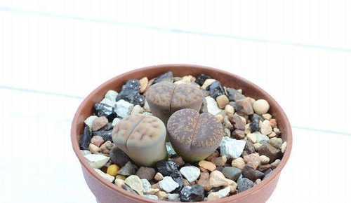 Lithops sp. (Литопс) (SCT28949)