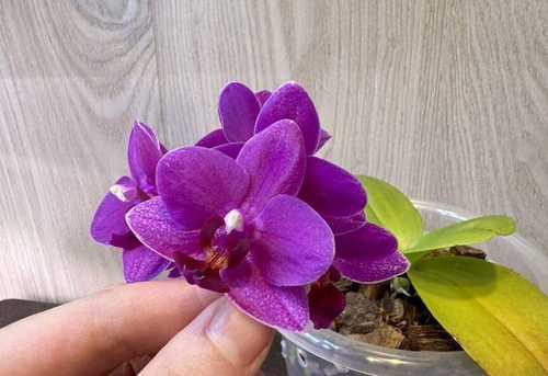 Орхидея фаленопсис Catalina
