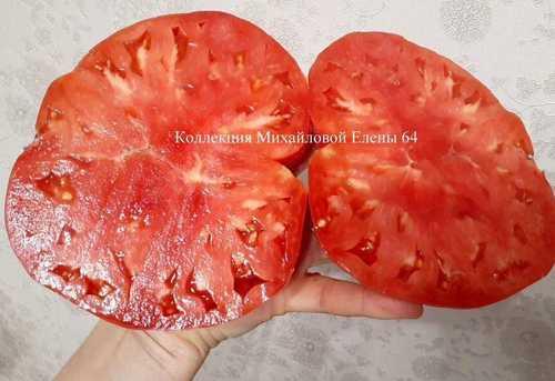 Набор семян томатов-гигантов