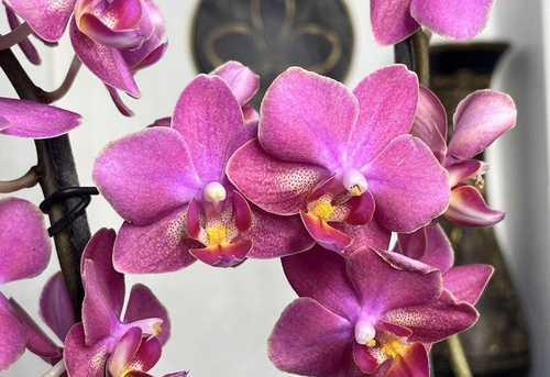 Орхидея фаленопсис Парфюмерная фабрика