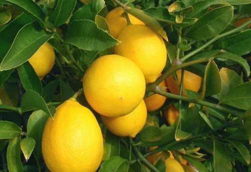 Саженцы лимона Мейера