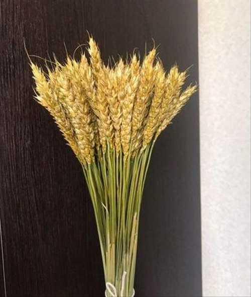Колосья пшеницы