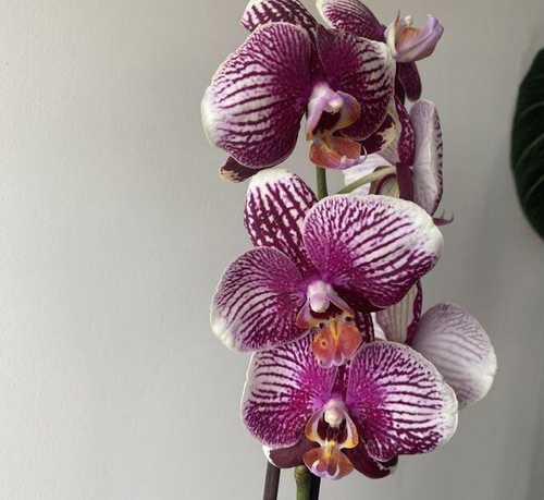 Орхидея фаленопсис phantom фантом