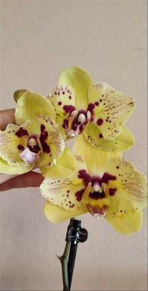 Орхидея Бабочка Пескара цветет
