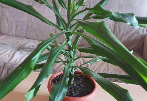 Драцена душистая (Dracaena fragrans)